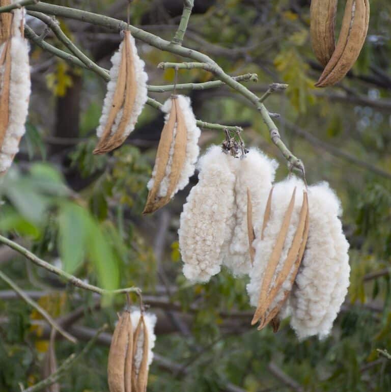 Kapok fiber: a sustainable cotton alternative - Still Sitting